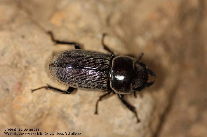 Papua Insects Foundation (Coleoptera/Lucanidae thumbnails)